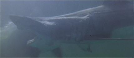 Orca (1977) | and you call yourself a scientist!?