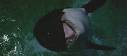 Orca (1977) | and you call yourself a scientist!?
