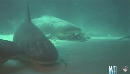 Cave Of The Sharks (1978) | and you call yourself a scientist!?