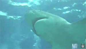 Cave Of The Sharks (1978) | and you call yourself a scientist!?