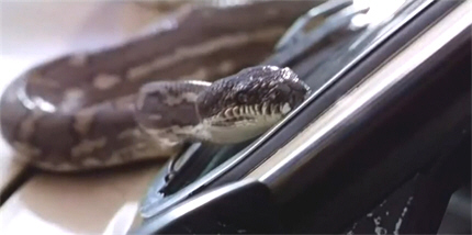 Silent Predators (1999) | and you call yourself a scientist!?